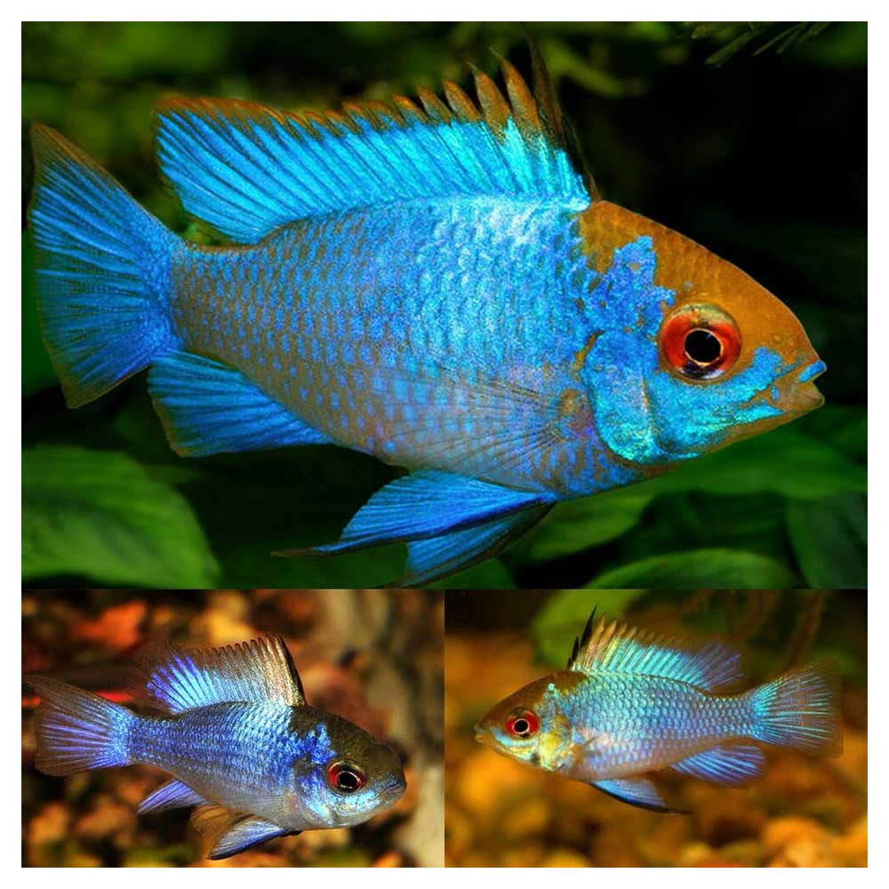 Electric neon blue ram » akvarijum.net