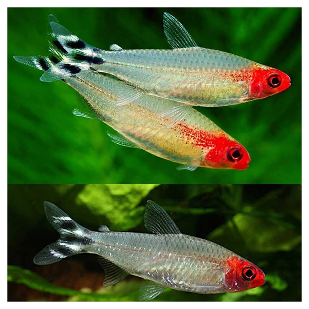 Hemigrammus rhodostomus » akvarijum.net