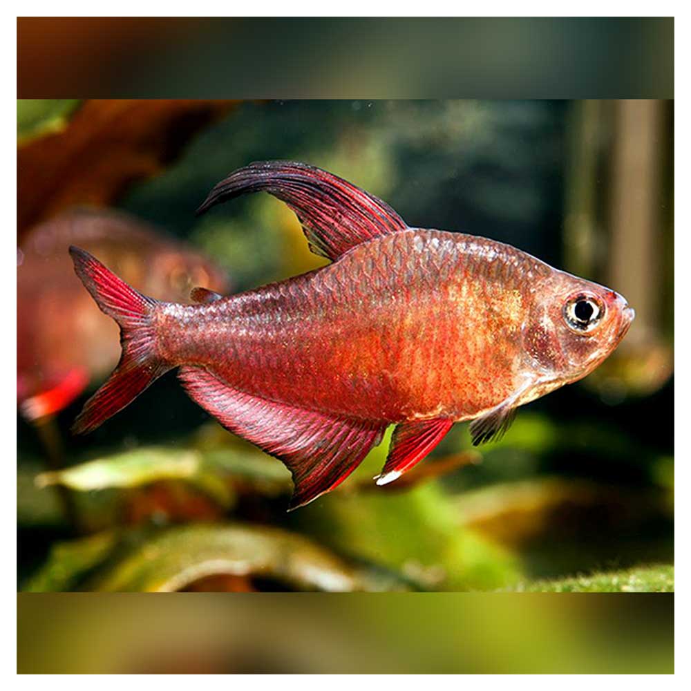 Hyphessobrycon rosaceus - White fin tetra » akvarijum.net