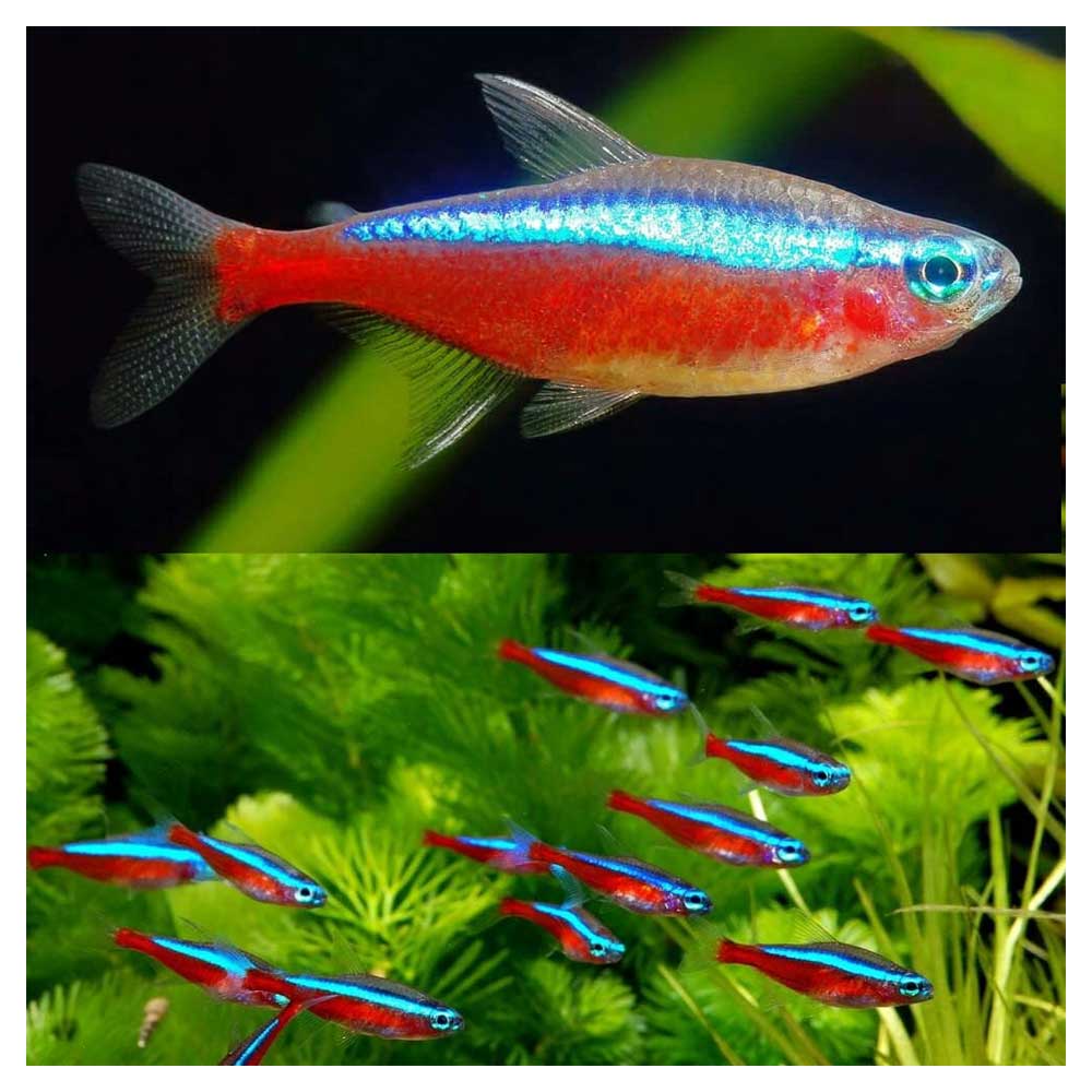 Paracheirodon axelrodi - Kraljevska neonka » akvarijum.net
