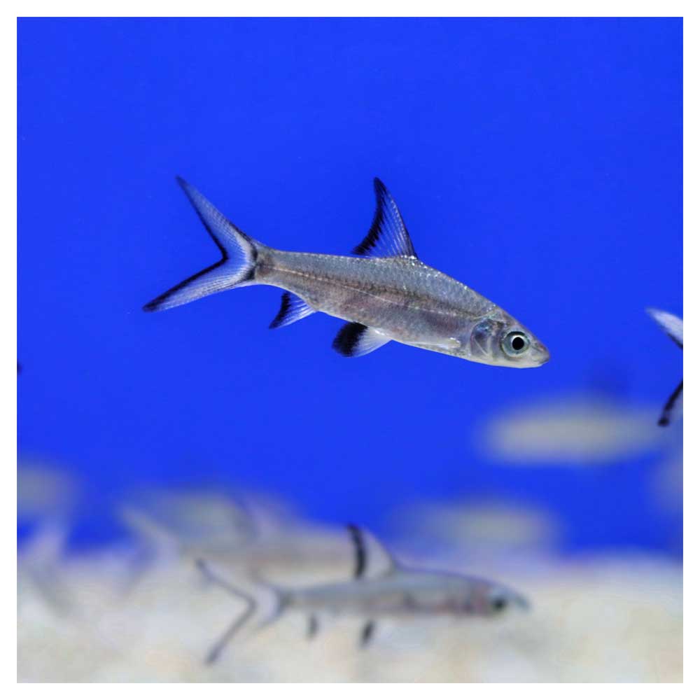 Balantiochelios melanopterus - Silver shark » akvarijum.net