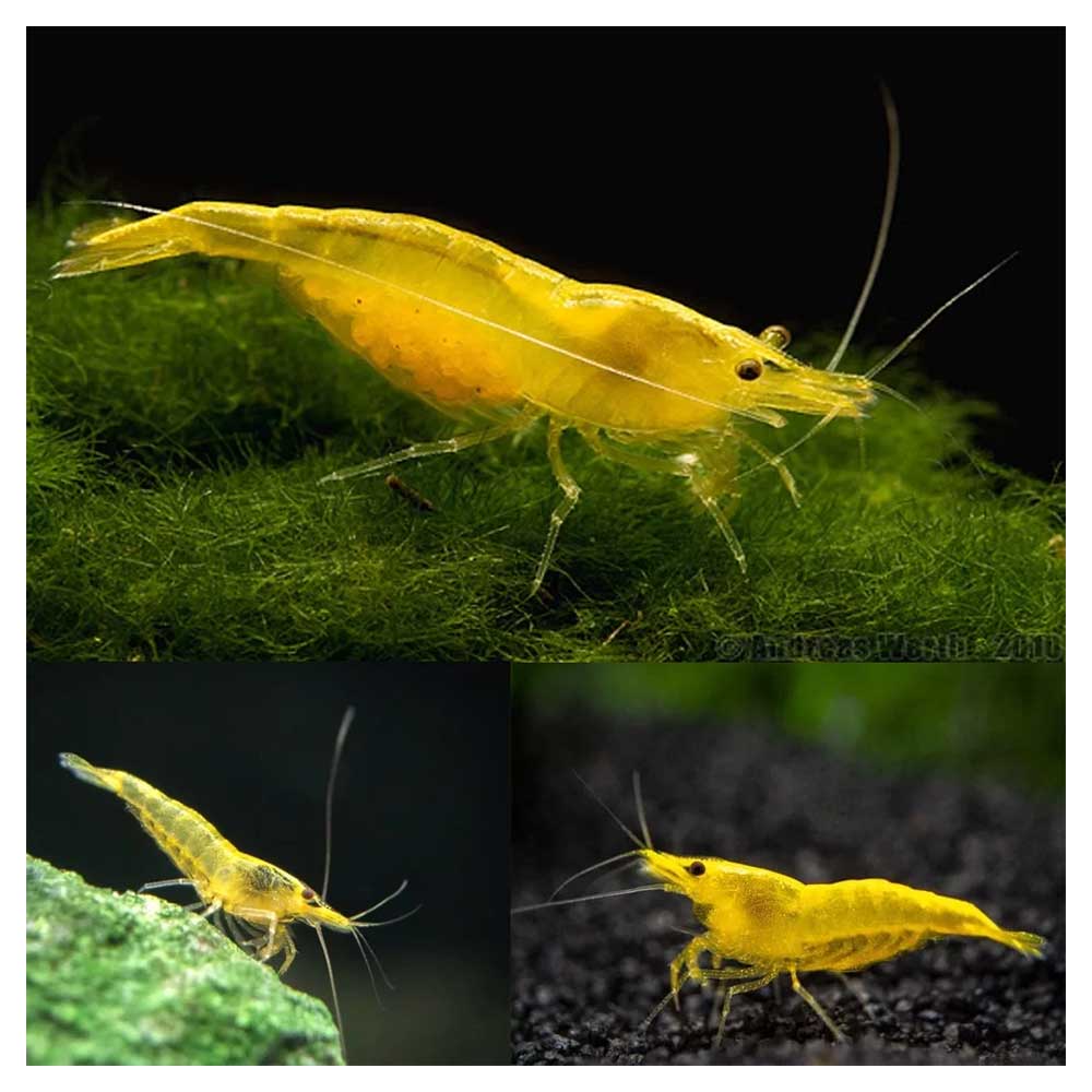 Yellow shrimp - Žute kozice » akvarijum.net